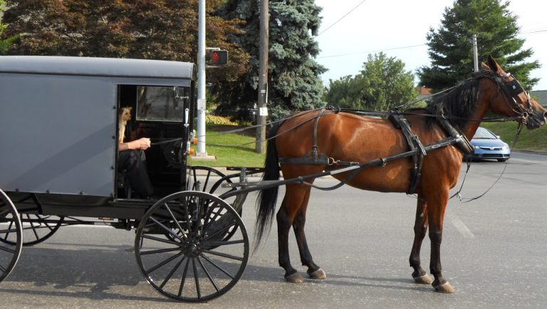 Amish Customs: Transportation – Go by Car or by Horse and Buggy ...